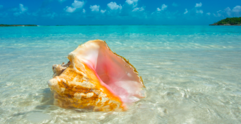 The Lesson of the Conch | Faith in the Struggle