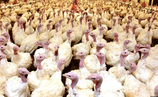 Life and Death in a Turkey Barn | Faith in the Struggle