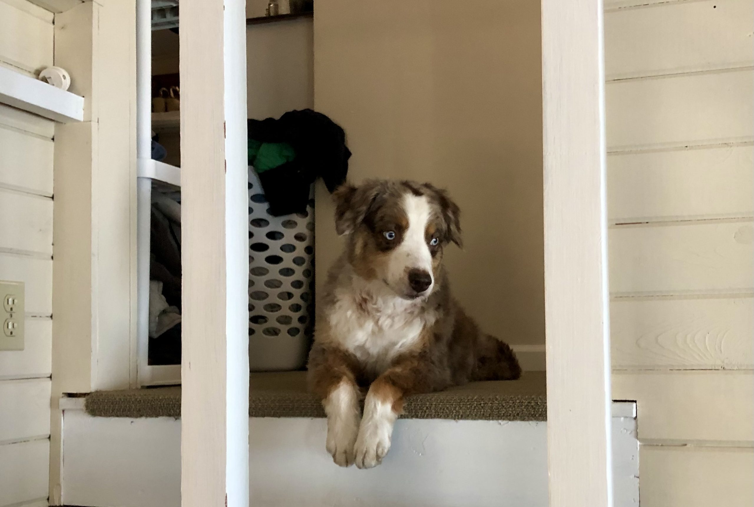 Let’s Get a Dog, they Said | Faith in the Struggle